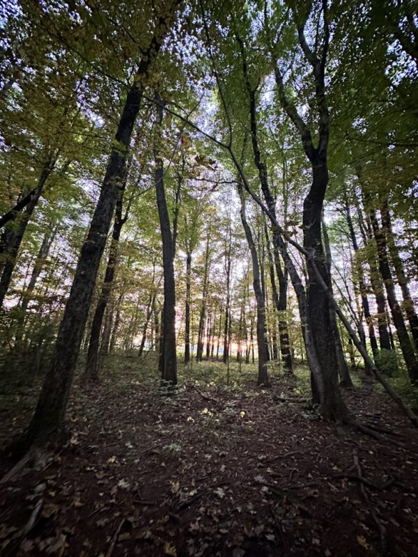 Happy International Day of Forests! – DIFER.ORG