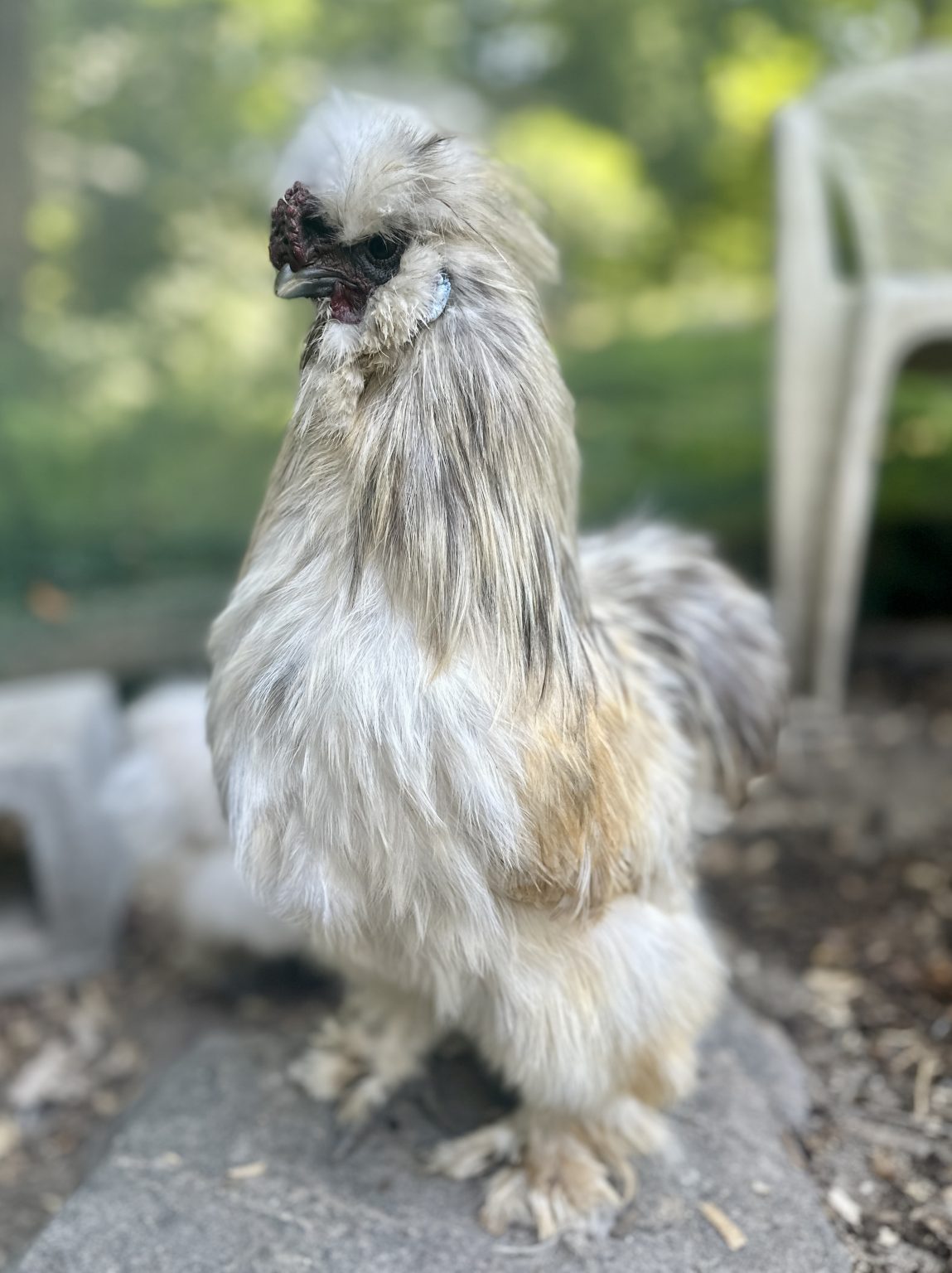 Guide to Composting Chicken Waste – DIFER.ORG