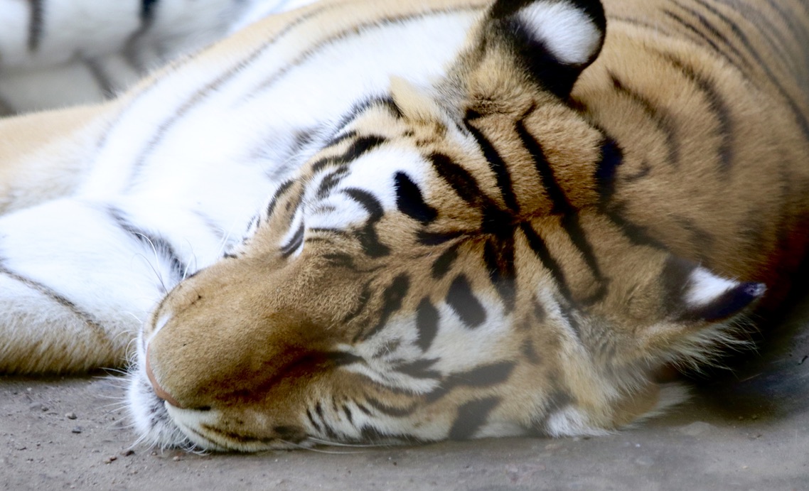 Celebrating Tiger Day – DIFER.ORG