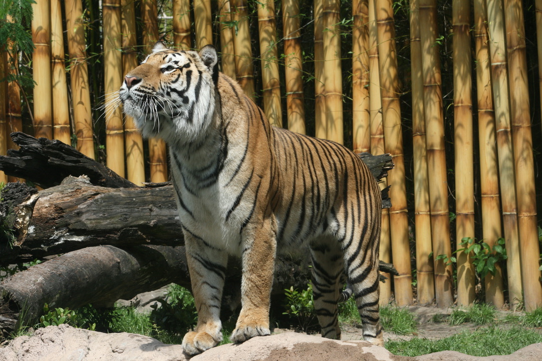 Celebrating Tiger Day – DIFER.ORG