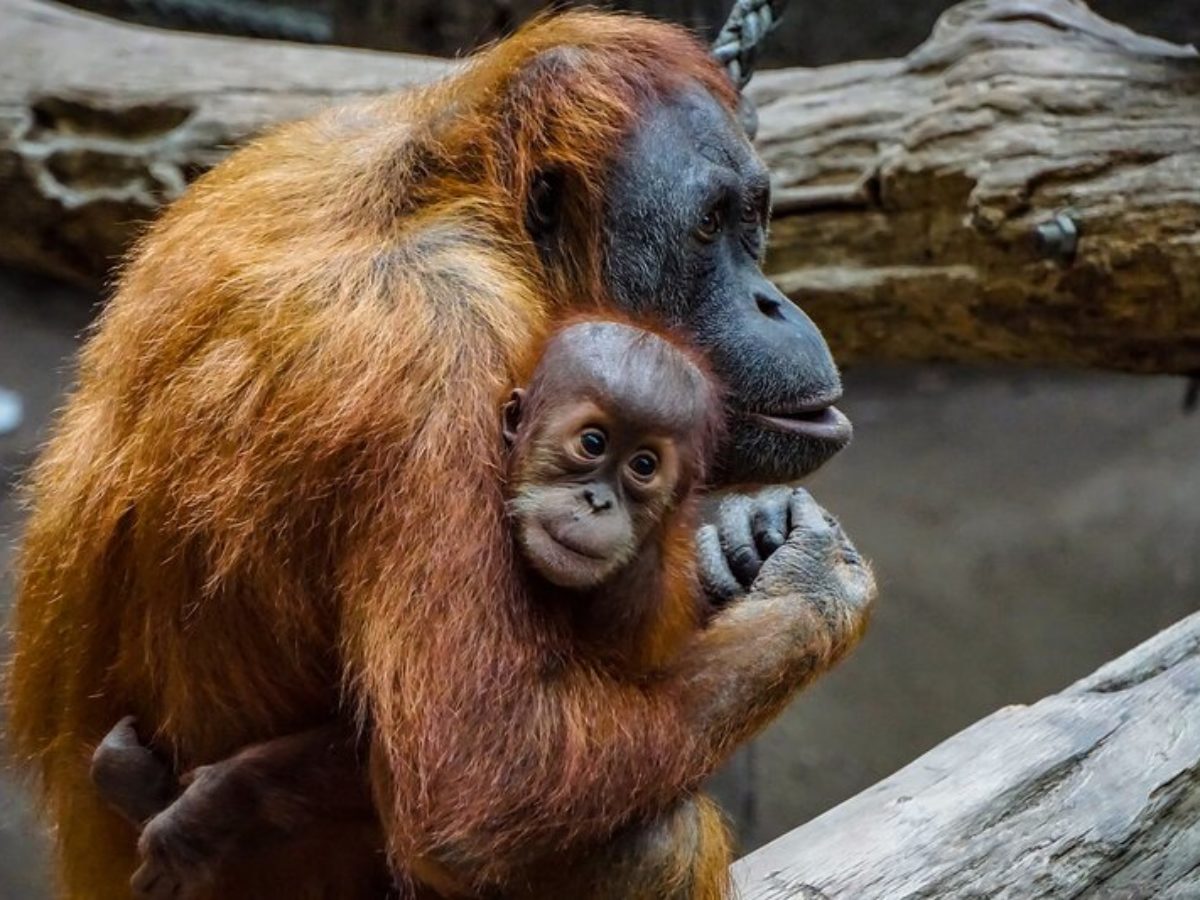 Endangered Species Day: A Call to Protect Earth’s Most Vulnerable ...